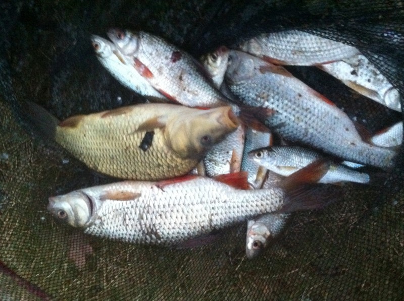 Lac de la Madone (69) – 20/04/2012 – FISH TEAM 69